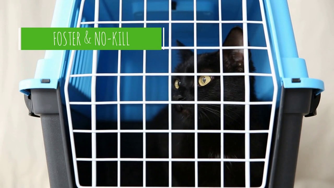 Anthem Pets Animal Rescue - YouTube