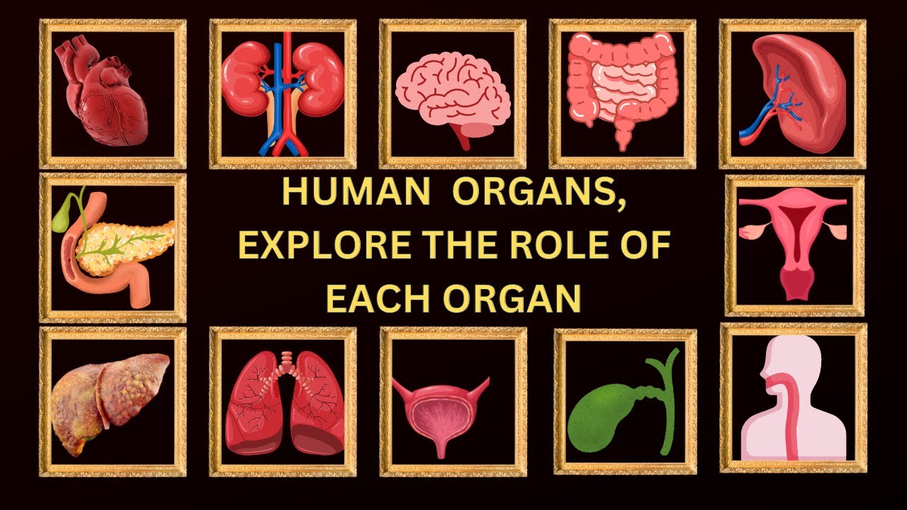 Human Organs: Functions, Facts, and Fascinating Insights! #humanbody # ...