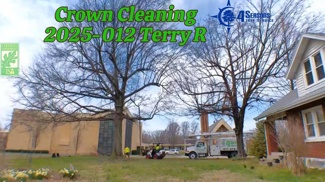 Crown Cleaning on Oak Tree - 2025-012 Terry R. 4 Seasons Tree Service ...