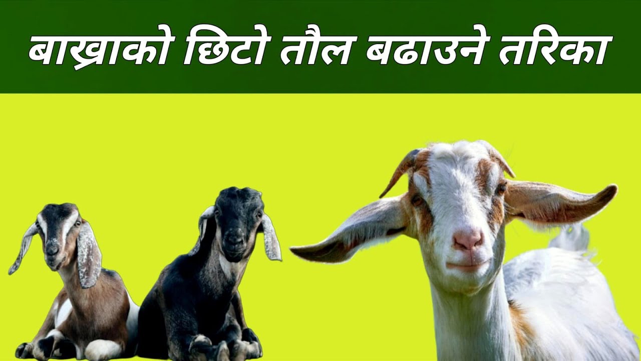 बाख्राको पाठापाठीलाई छिटो बढाउने, हुर्काउने नं. 1 तरिका । Bakhra Palan ...