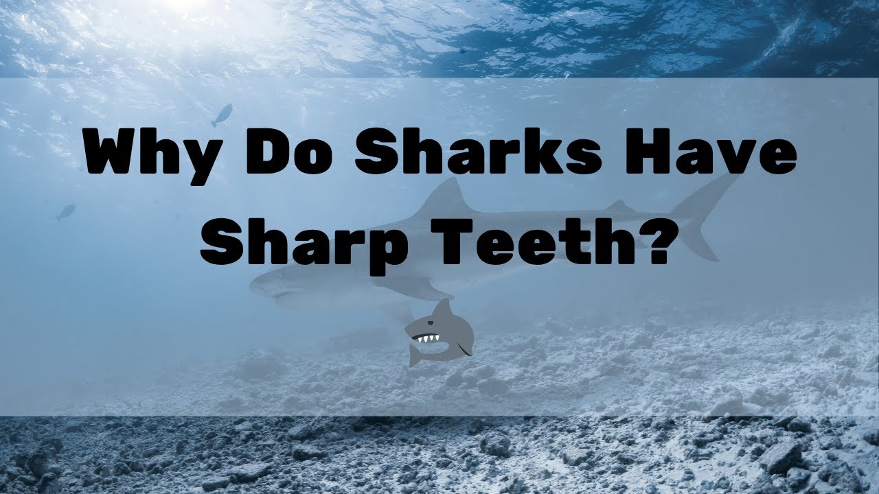 Why Do Sharks Have Sharp Teeth? 🦈 Fun Ocean Facts for Kids! - YouTube