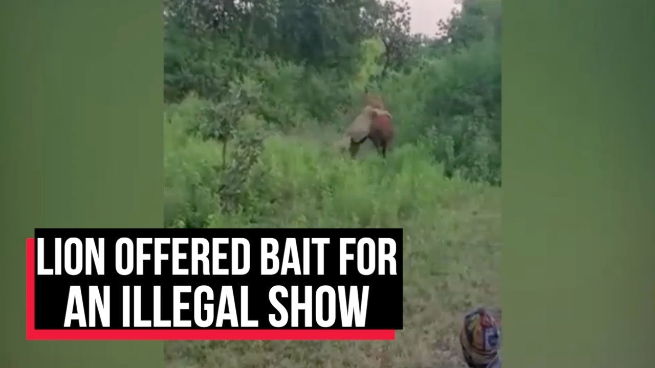 Viral video: Lion offered bait for an illegal show in Gujarat ...