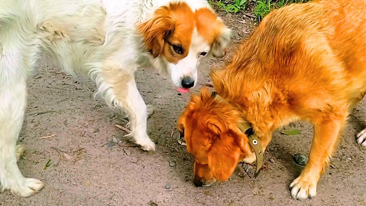 Two beautiful stray dogs are very hungry!!! 🐶 - YouTube