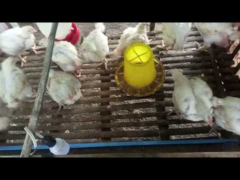 45 days chicken set up - YouTube