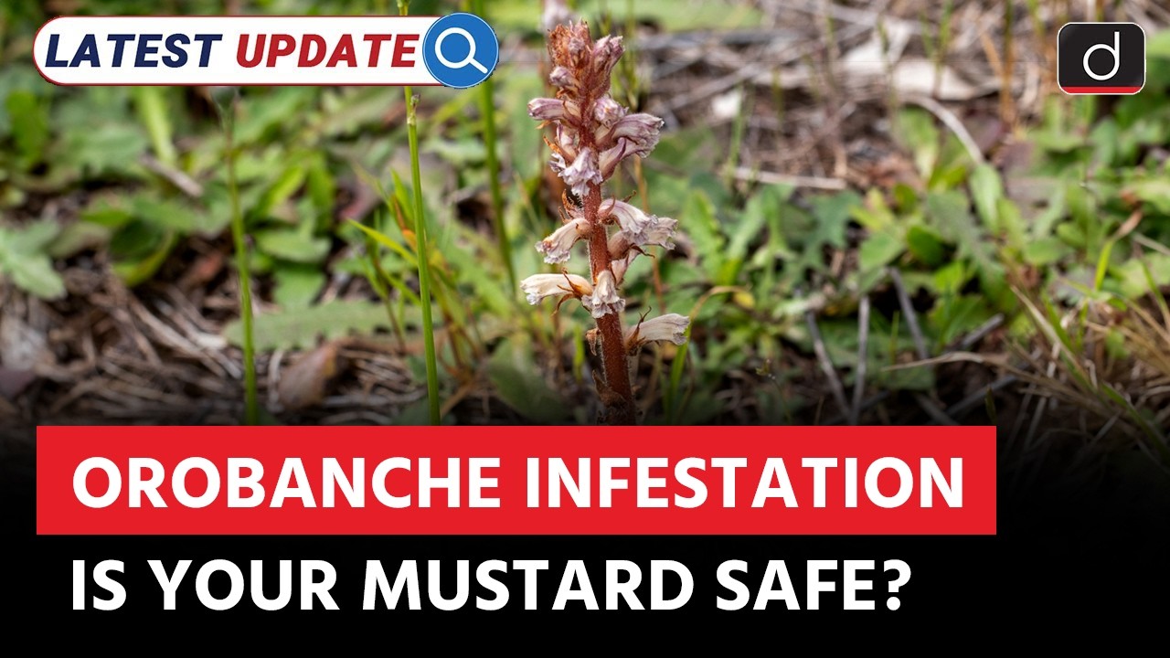 Orobanche Attacks Mustard | What's the Solution? | Latest Update ...