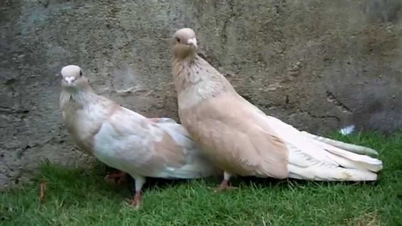 EGYPTIAN SWIFT PIGEON PAIR - YouTube