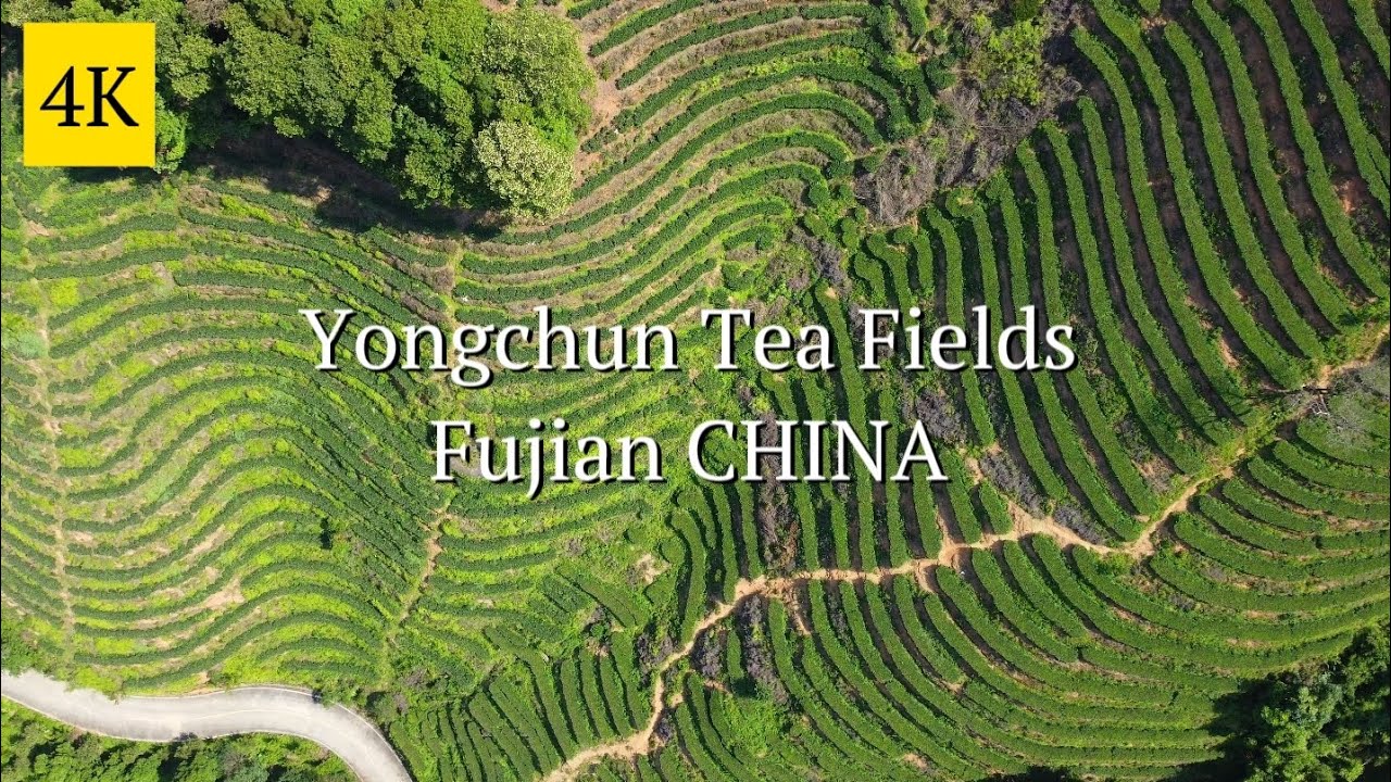 PEACEFUL Yongchun Tea Fields in Fujian China (4K Drone Footage) - YouTube