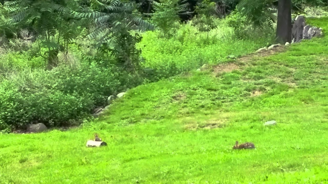 Wild Bunnies chasing each other. playing tag. - YouTube