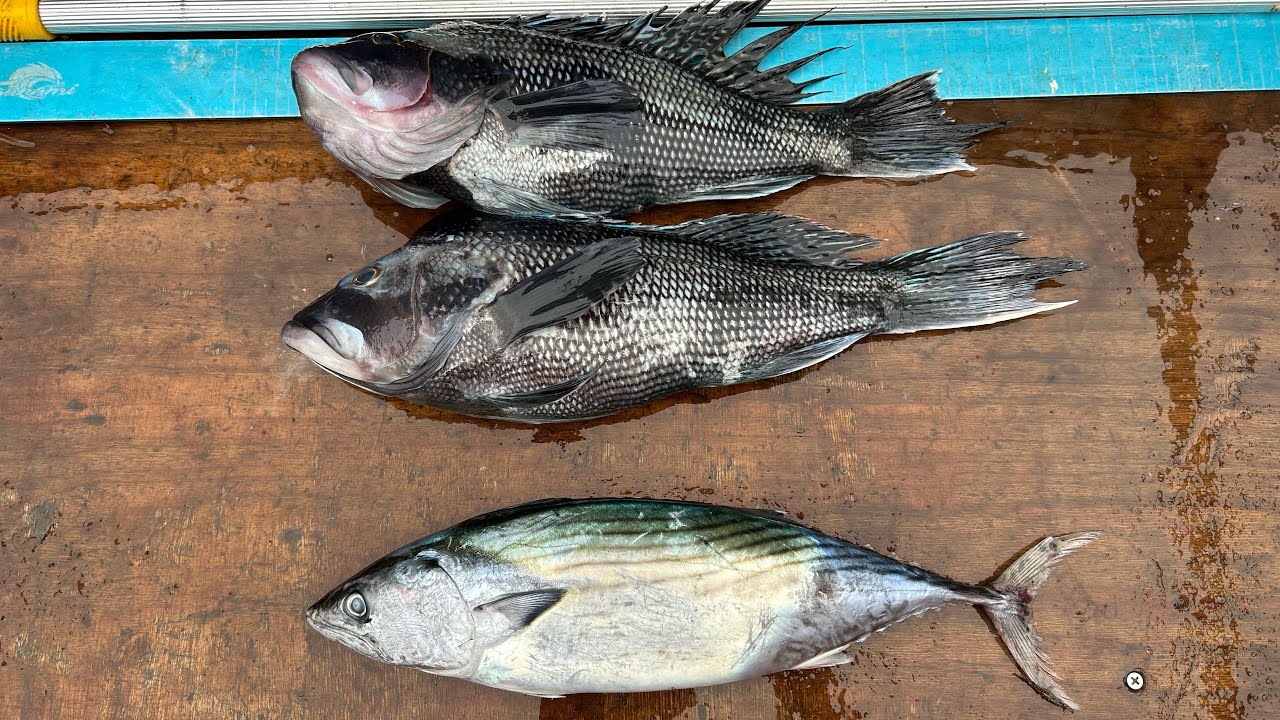 Atlantic Green Bonito are in! - YouTube