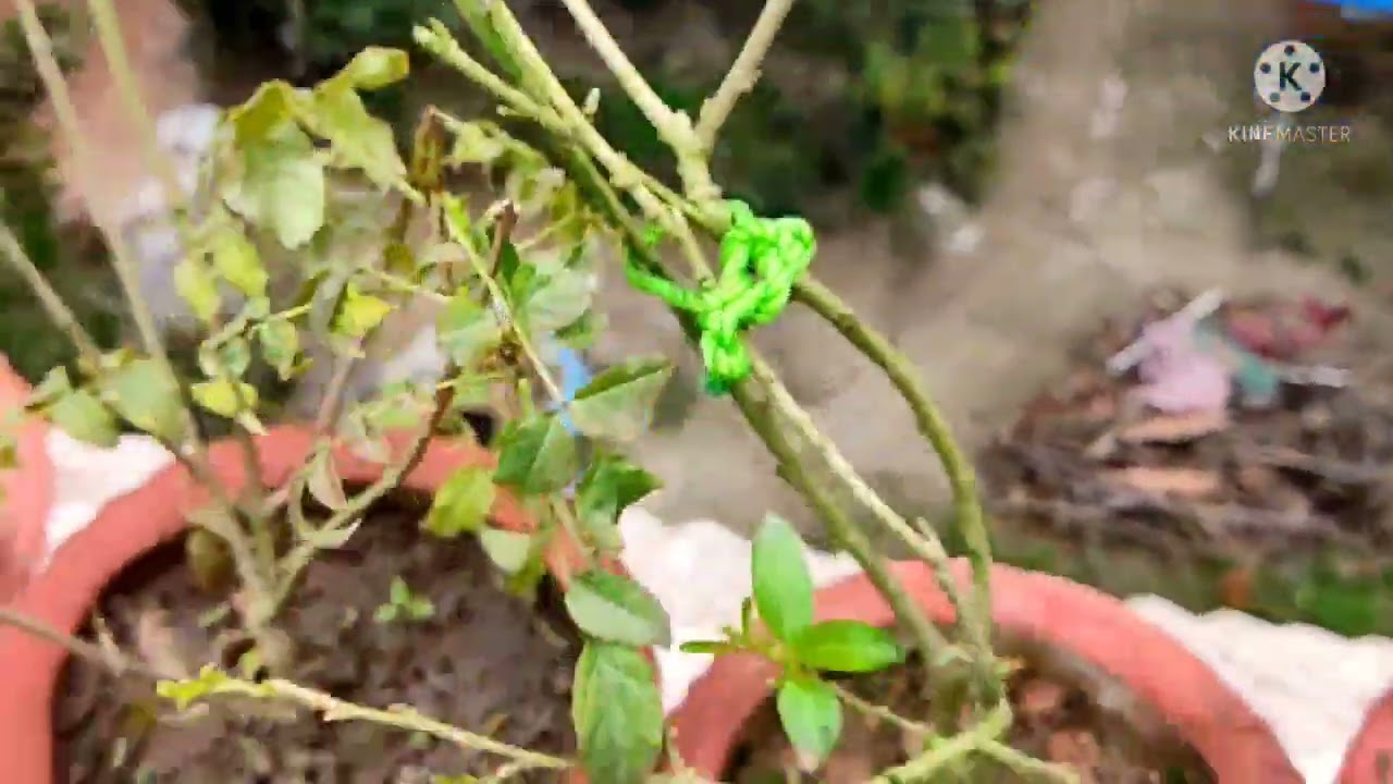 hasnuhana flower(29.01.22) - YouTube