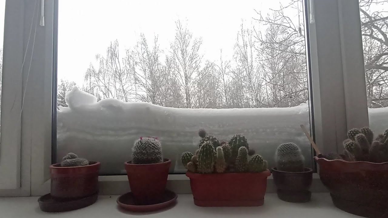 Залипалка. Кактусы и снег (Sticky. Cacti and snow) - YouTube