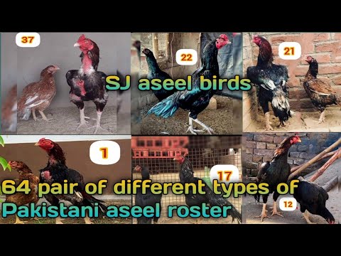 Aseel roster 64 pair of different types of Pakistani aseel hen # ...