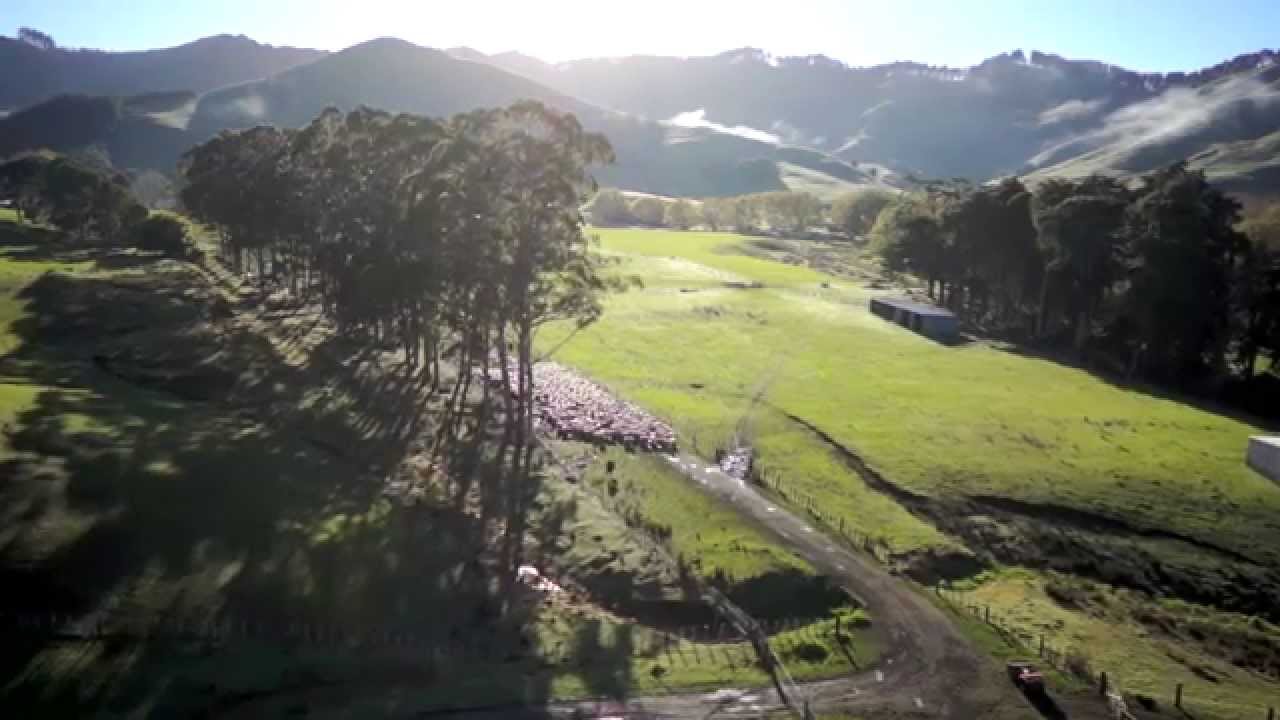 Sheep from above - YouTube