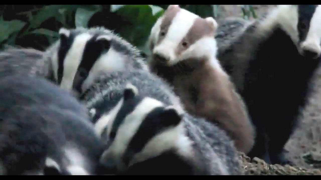 Erythristic Badger