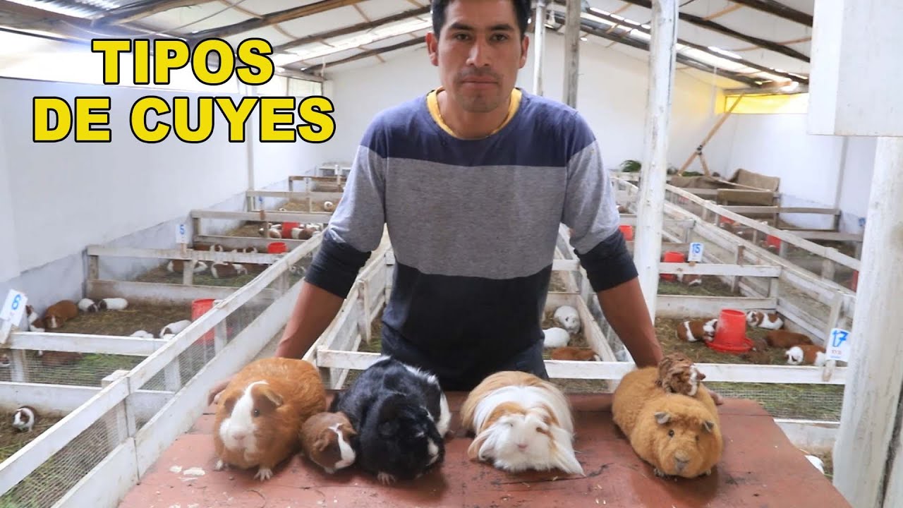 CUATRO TIPOS DE CUY - YouTube