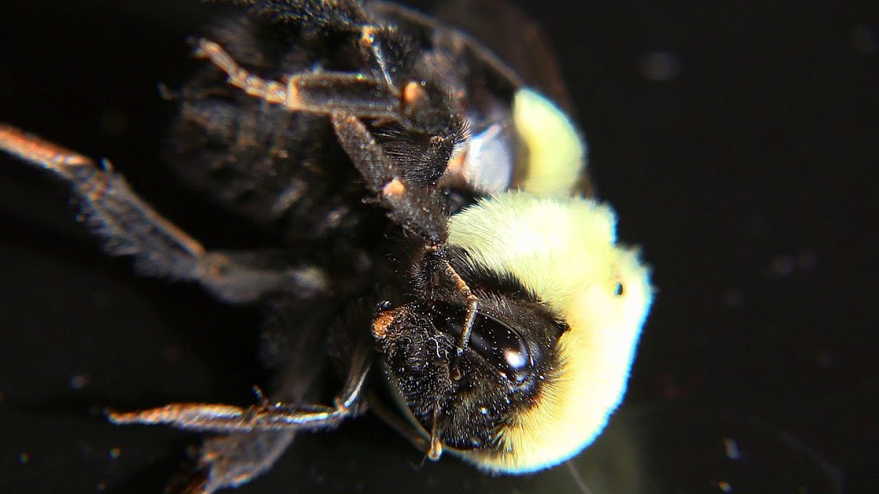 Macro Videography of a Bumble Bee Using Bower +4 Macro Filter - YouTube