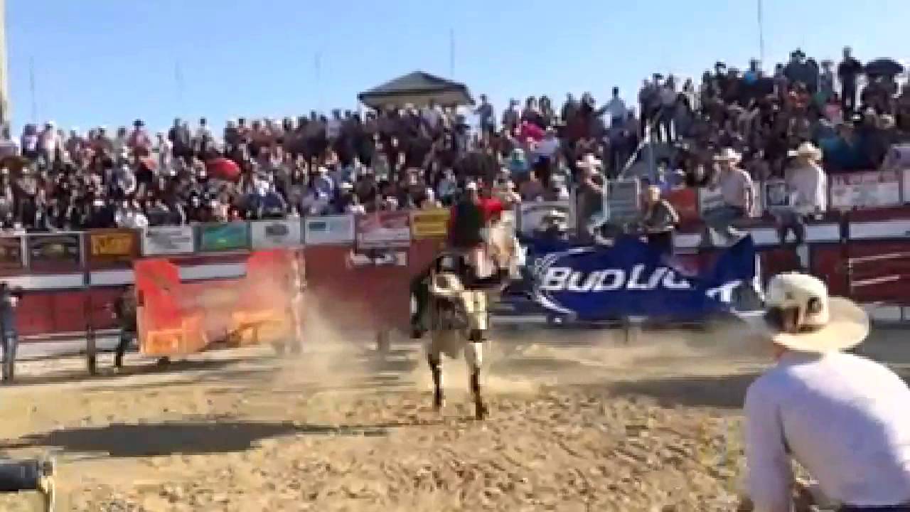 PALOMO DE OAXACA VS ANGEL BELICO D LOS DEMONIOS - YouTube