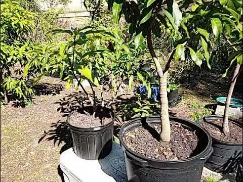 Dwarfing mango tree's ( keeping them tiny )! - YouTube