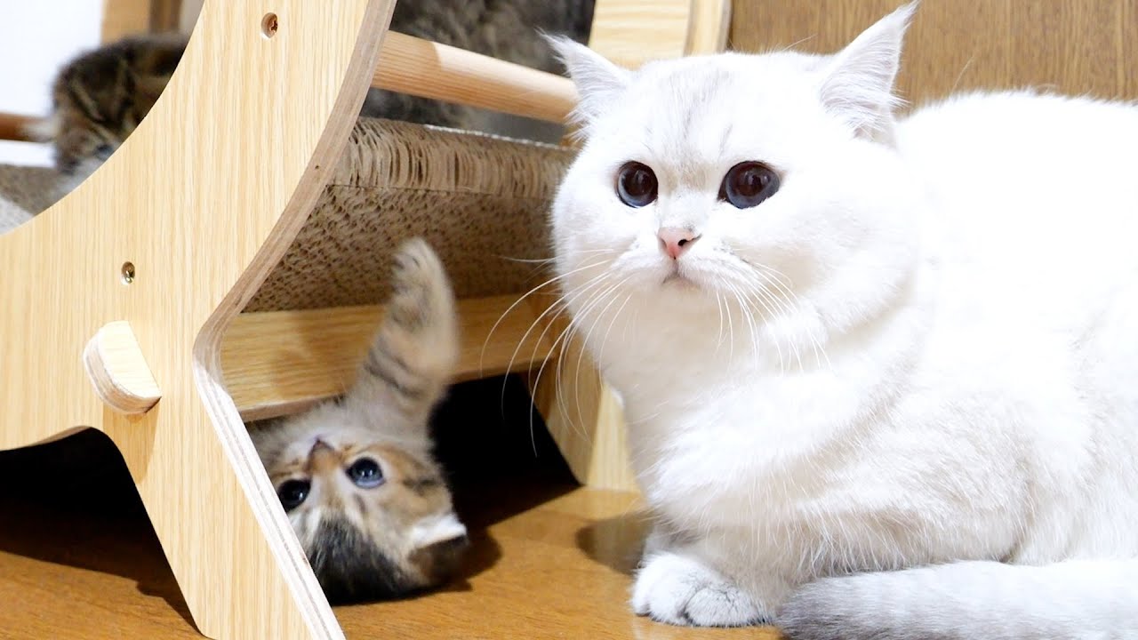 The daughter kitten is trying to play a prank on the papa cat. - YouTube