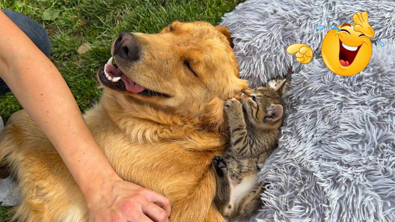 TRY NOT to LAUGH at FUNNY PETS 😂 The FUNNIEST ANIMAL videos - YouTube
