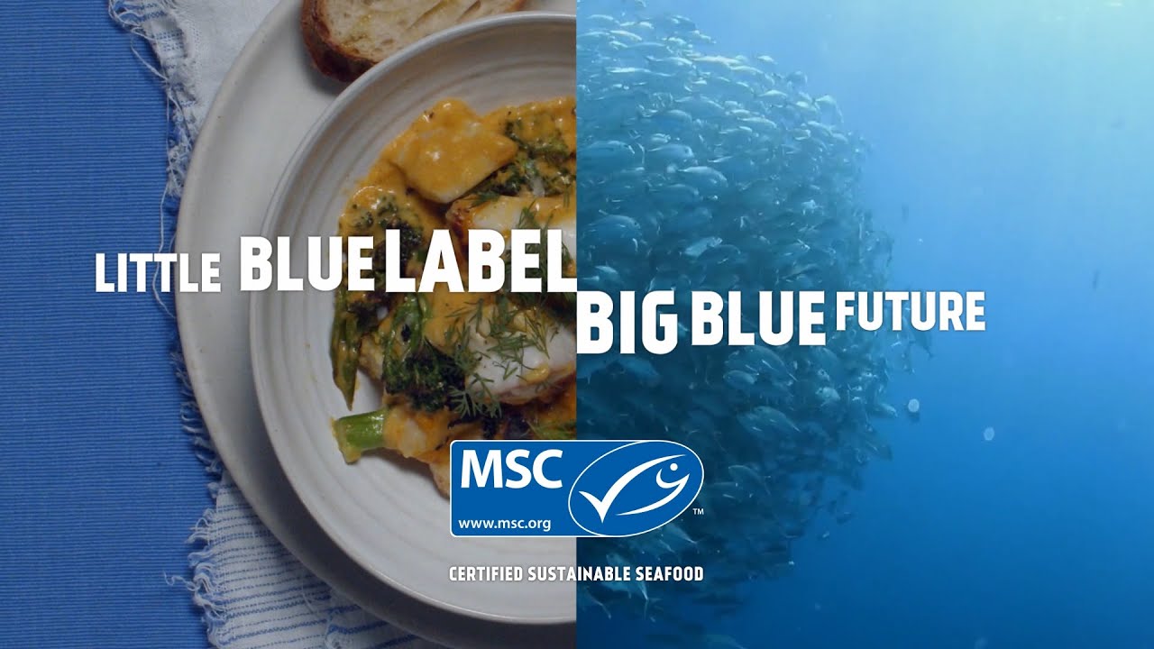 Sustainable haddock and broccoli bake recipe | Blue CookBook - YouTube