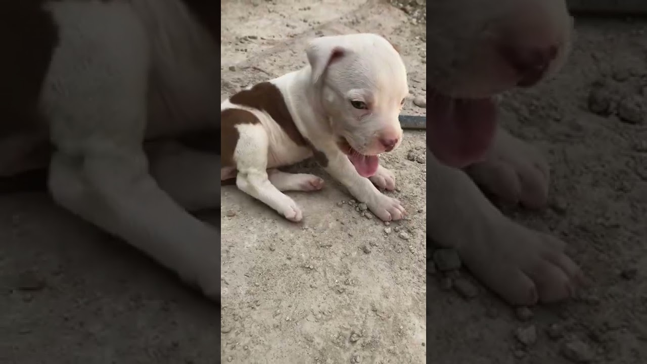 Hermosa Cachorra Pitbull - YouTube