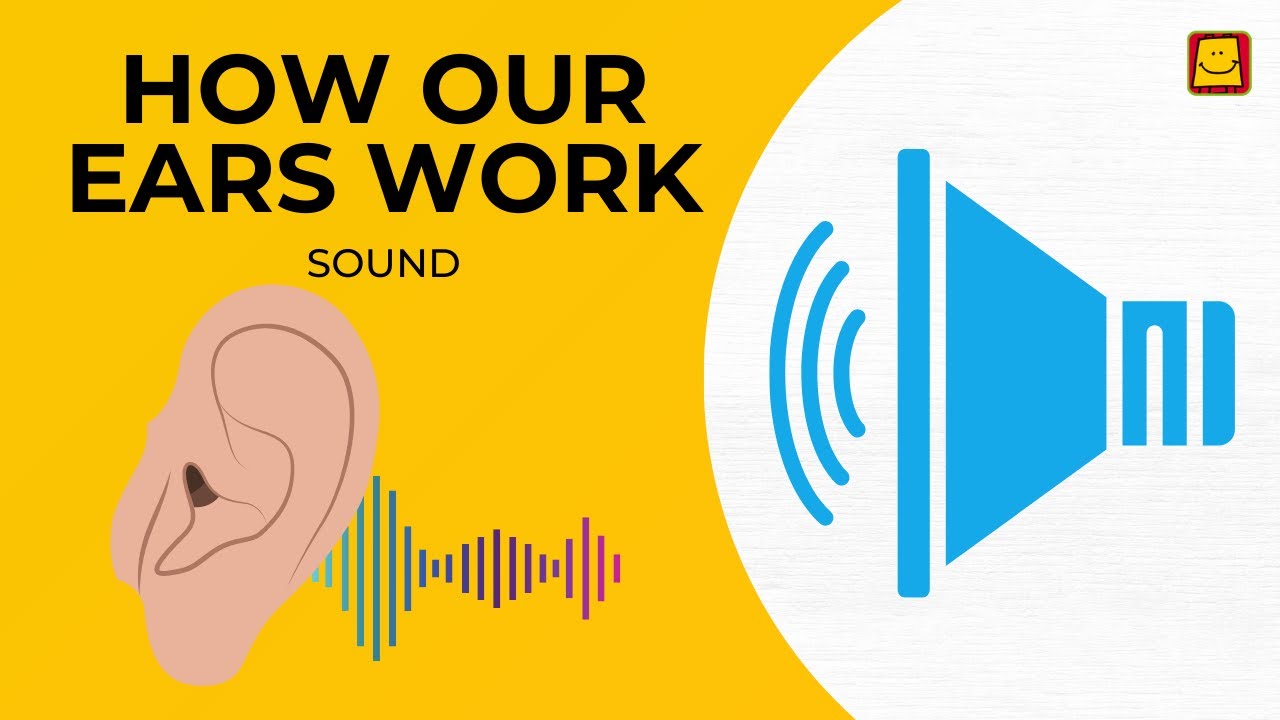 Sound - How do our ears work? - YouTube