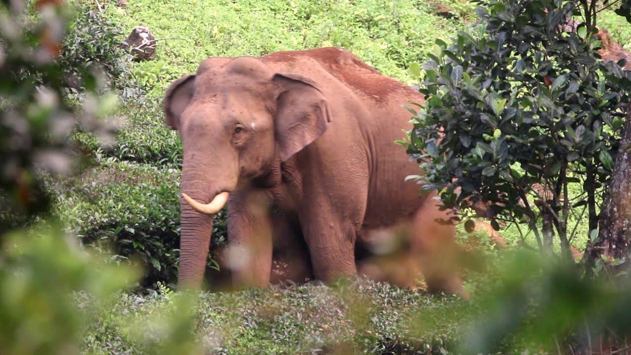 One Horned Majestic Elephant @ Tea Estate!!! தேயிலை தோட்டத்தில் ...