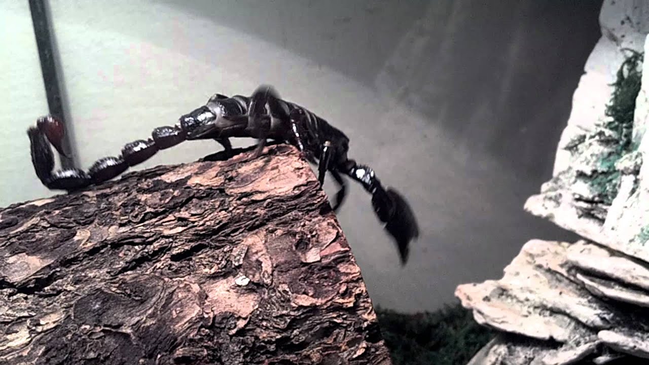 emperor scorpion, Pandinus imperator, Hunting in the light - YouTube