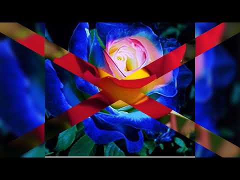 Beautiful 🌹Rose 🥰🥰#shorts#video #status