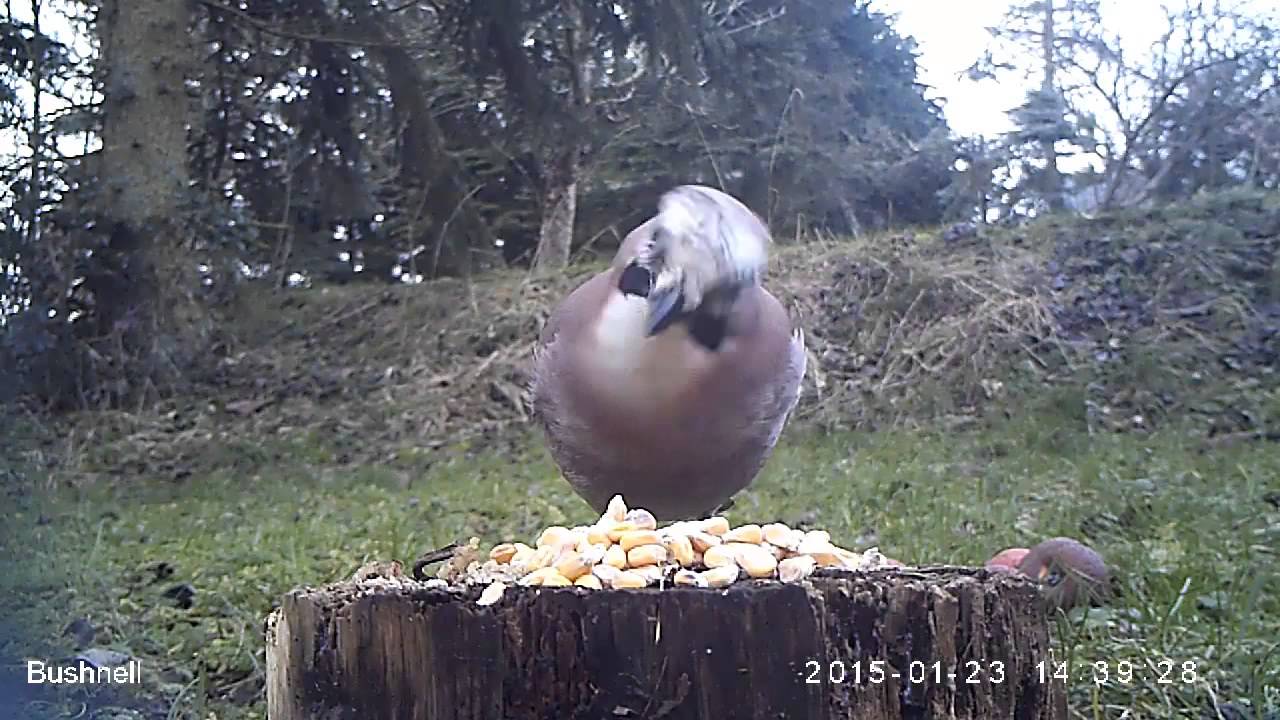Eichelhäher und Elster am Futter. Dohr / Eifel 23.01.2015 © Lothar Lenz ...