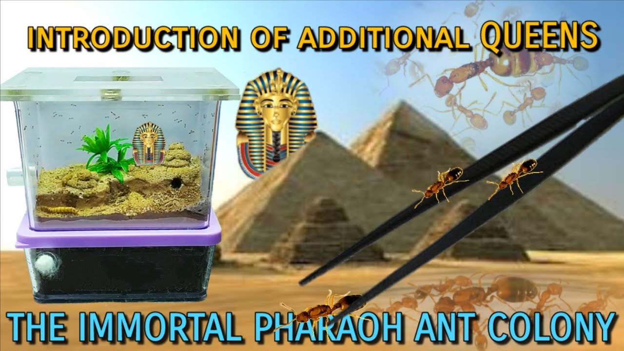 Pharaoh Ants Queen