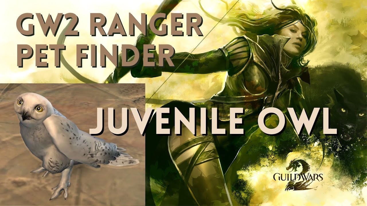 Guild Wars 2 Ranger Pet: Best Juvenile Owl Location - YouTube