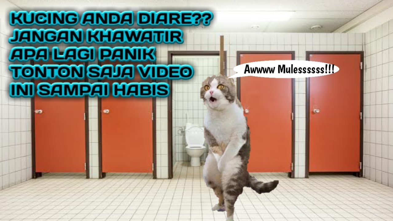 PENANGANAN DIARE PADA KUCING SECARA ALAMI - YouTube