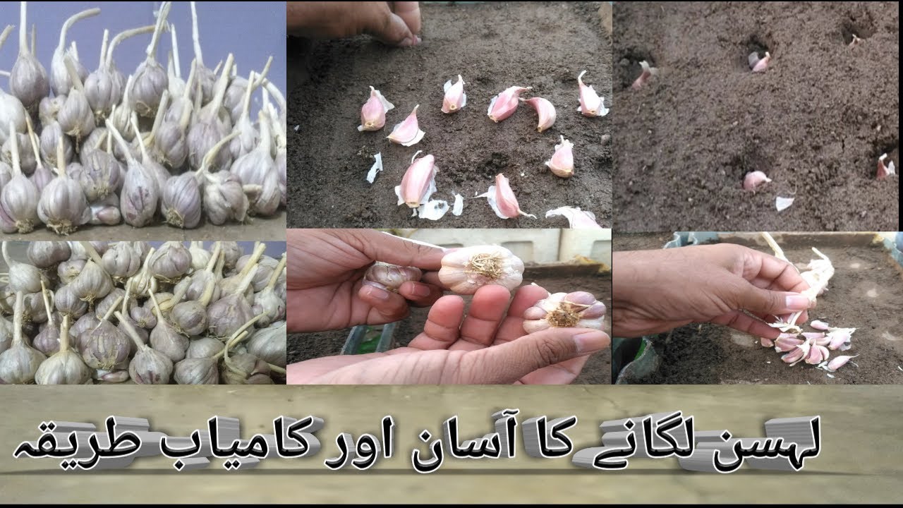 How to grow garlic at home/grow garlic from garlic/lahsan lganay ka ...