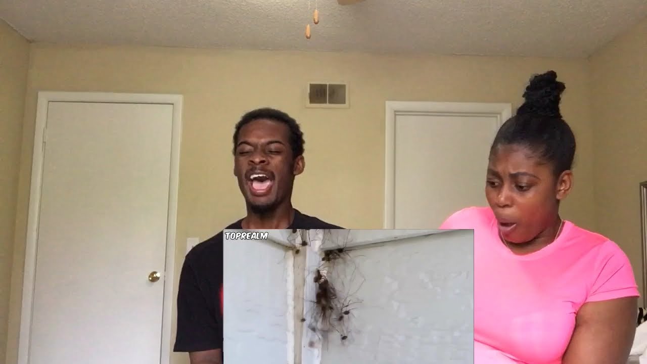 TRY NOT TO LOOK AWAY CHALLENGE SPIDER EDITION 99% FAIL (REACTION) - YouTube