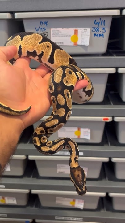 Scrambler Ball Python #ballpython #snake #morphs #pets - YouTube