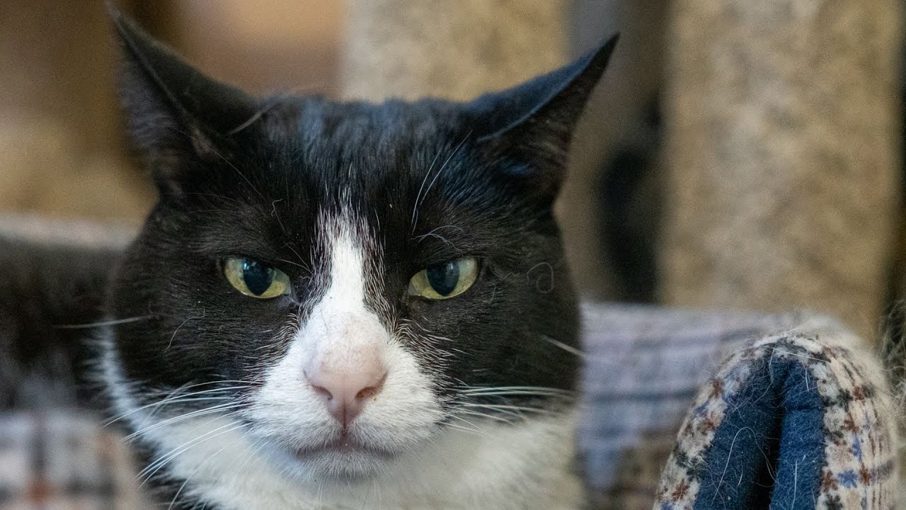 Meet Our Stubby Tailed Shoulder Cat! Porter and Polly’s Cats Episode 1 ...