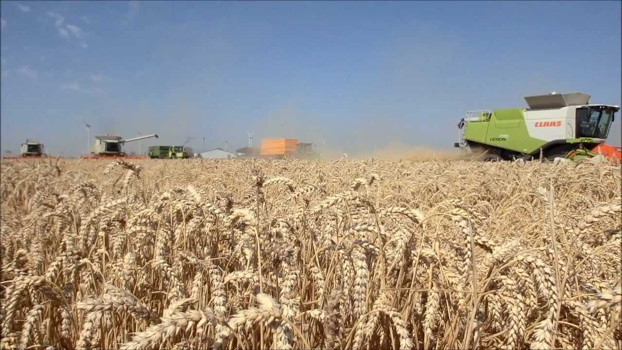 **Hauke Hinrichs**Big wheat harvest in Germany - YouTube