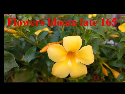 Hoa nở muộn 165/Flowers bloom late 165@miền quê tôi SH - YouTube