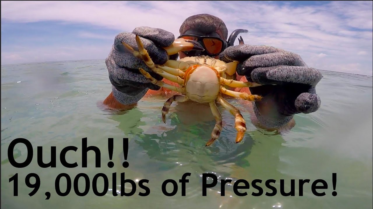 Do NOT Try This! Catching Stone Crabs by HAND!! - YouTube