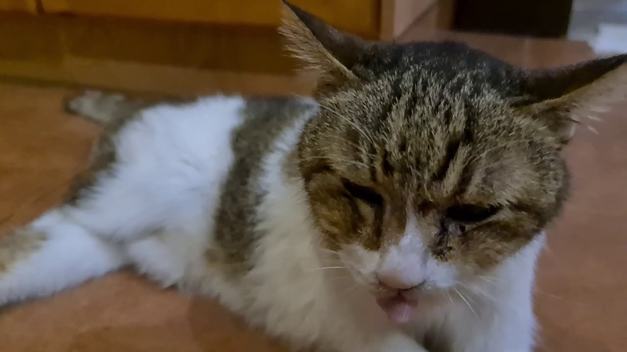 Meet Jane Doe, my 20 year-old cat and sister to John Doe - YouTube