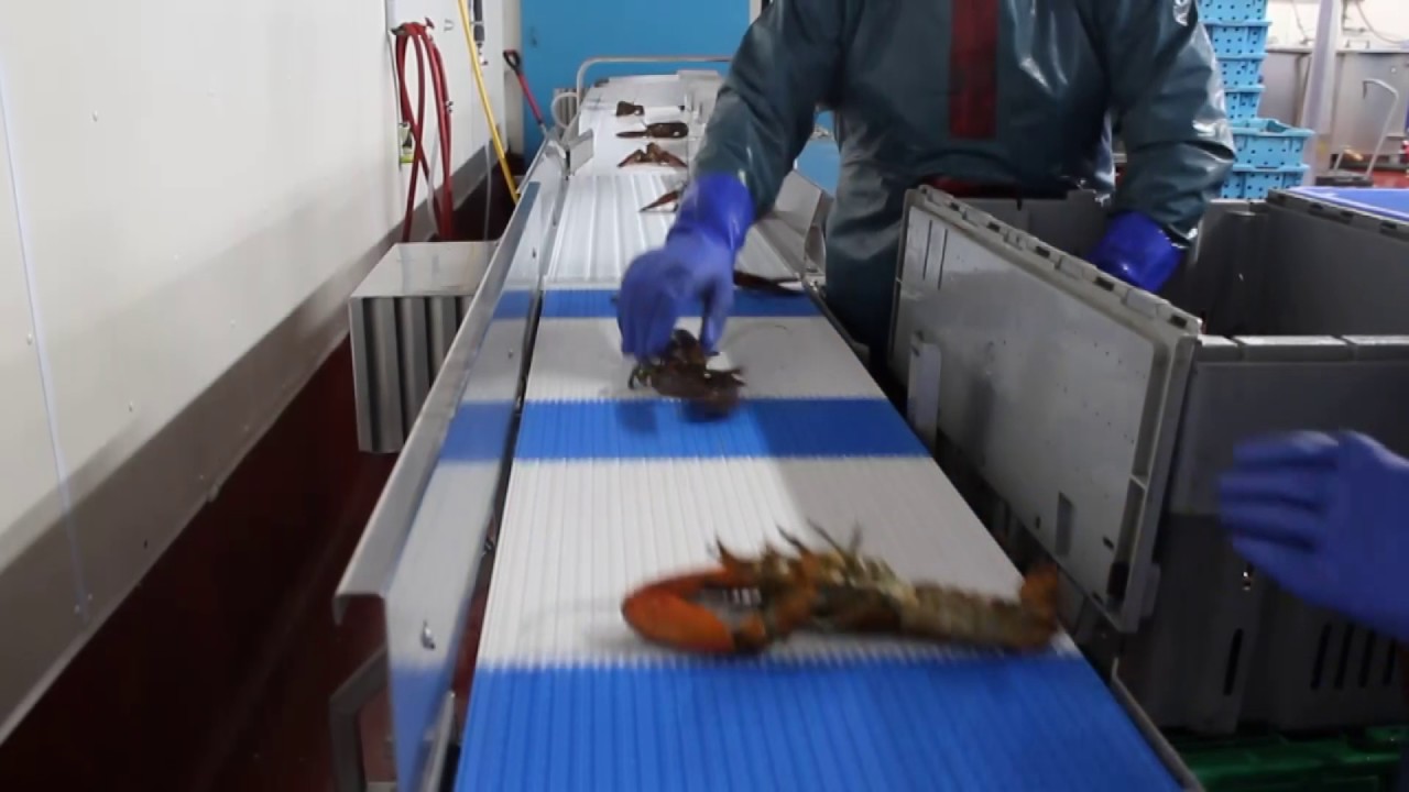 Cube Seafood - Basic Live Lobster Grader - YouTube