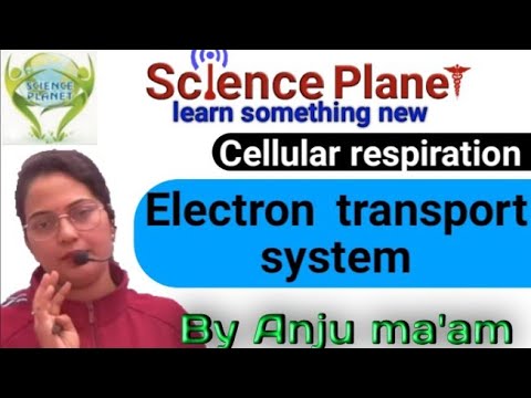cellular respiration. ||electron transport system ...