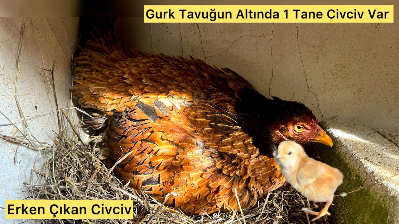 Gurk Tavuğun 1 Tane Civciv Var - Erken Çıkan Civciv - YouTube