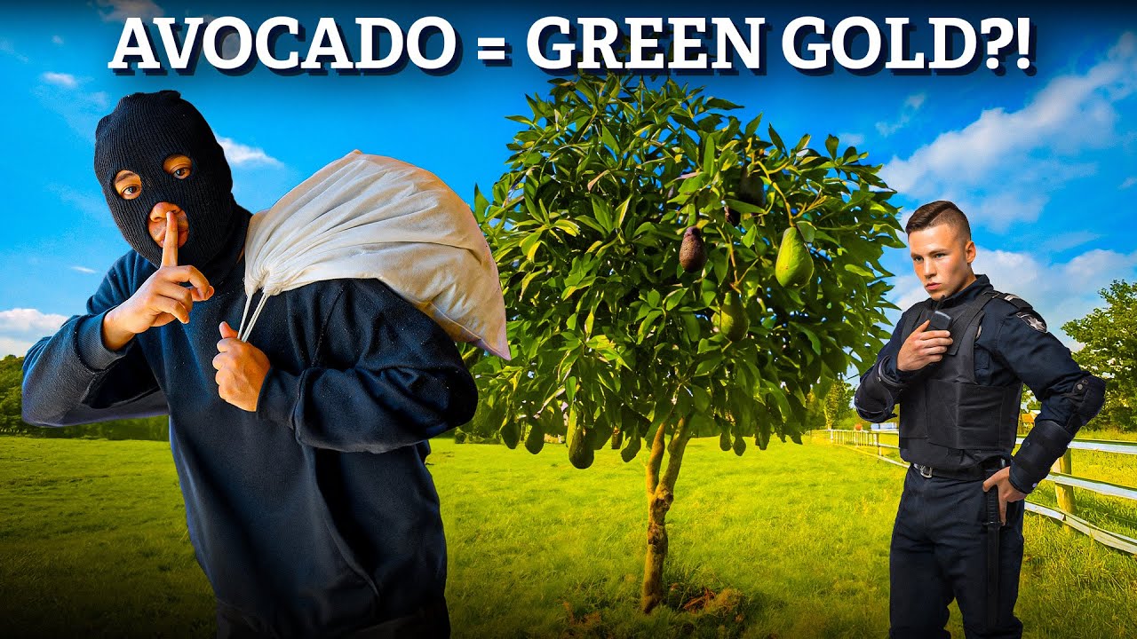 Avocado theft is the new bank heist - YouTube