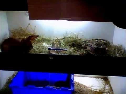 pre strike Reticulated Python vs. rabbit Swords and Dreams Reptile ...