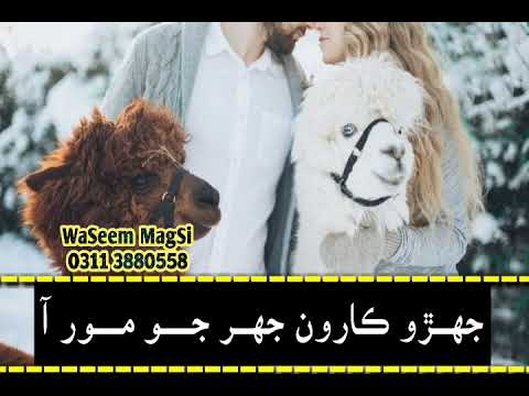 Muhanjo Sajan Sain Zor Aa | Sindhi WhatsApp Status Song By | Shaman Ali Milali |