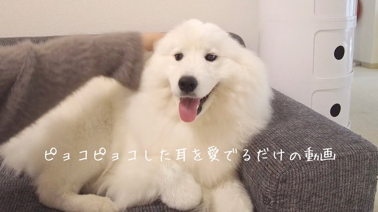 サモエドの耳をぴょこぴょこさせるだけの動画【大型犬】Animation of Samoyed's ear flicking【samoyed ...