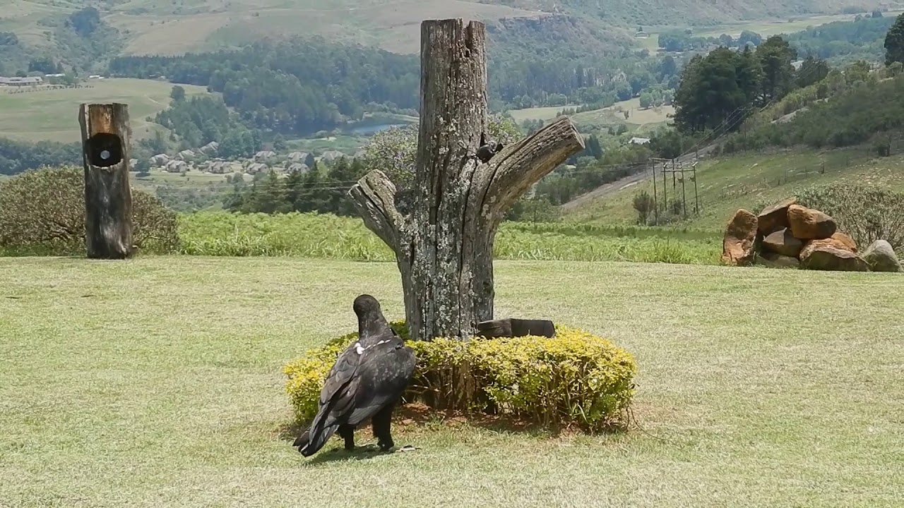 Drakensberg, South Africa 2019 - Falcon Ridge - Bird Of Prey Center ...